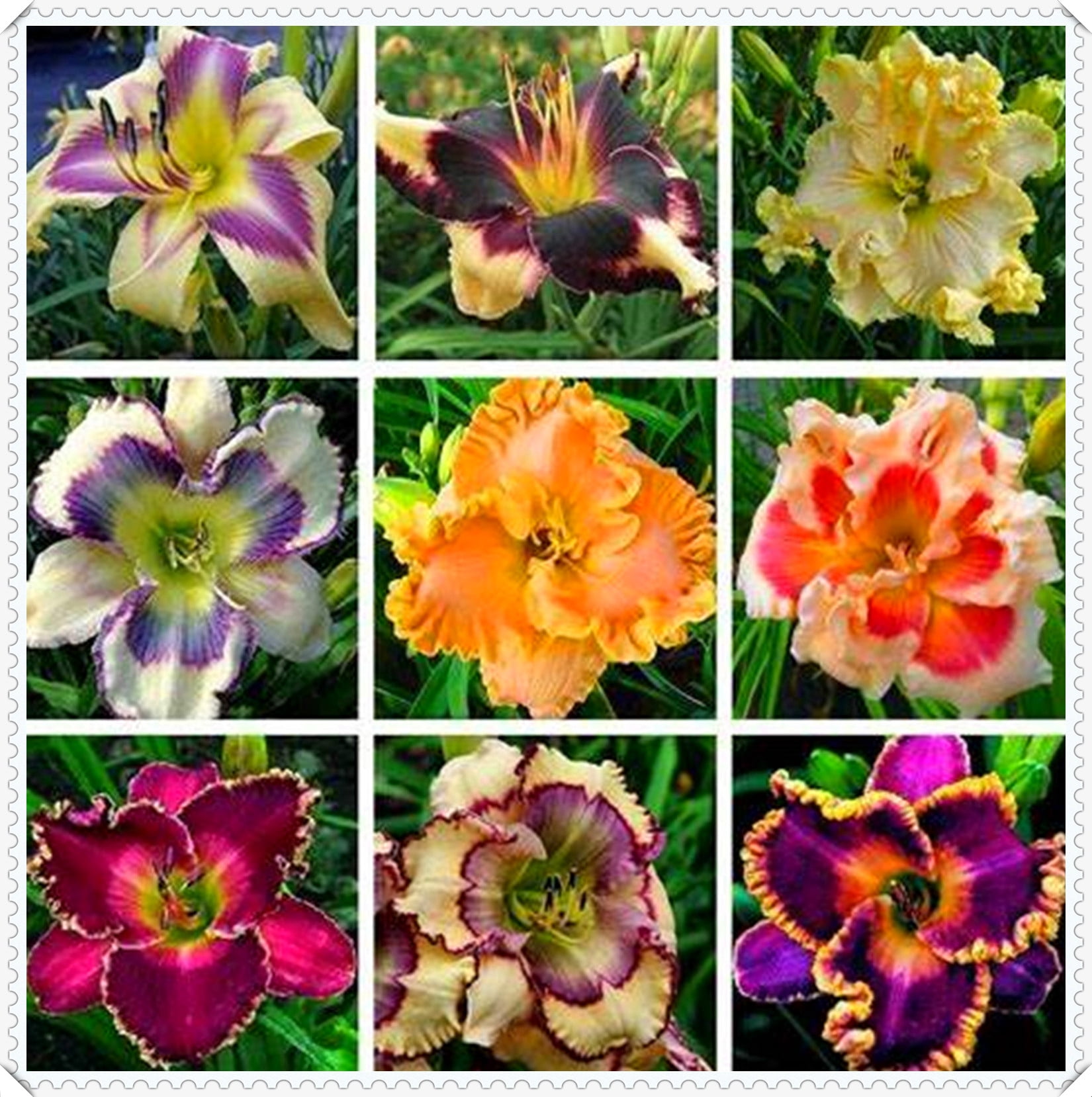 Daylily，Graceful Gift Ready(Daylily for Planting),Reblooming Year After ...