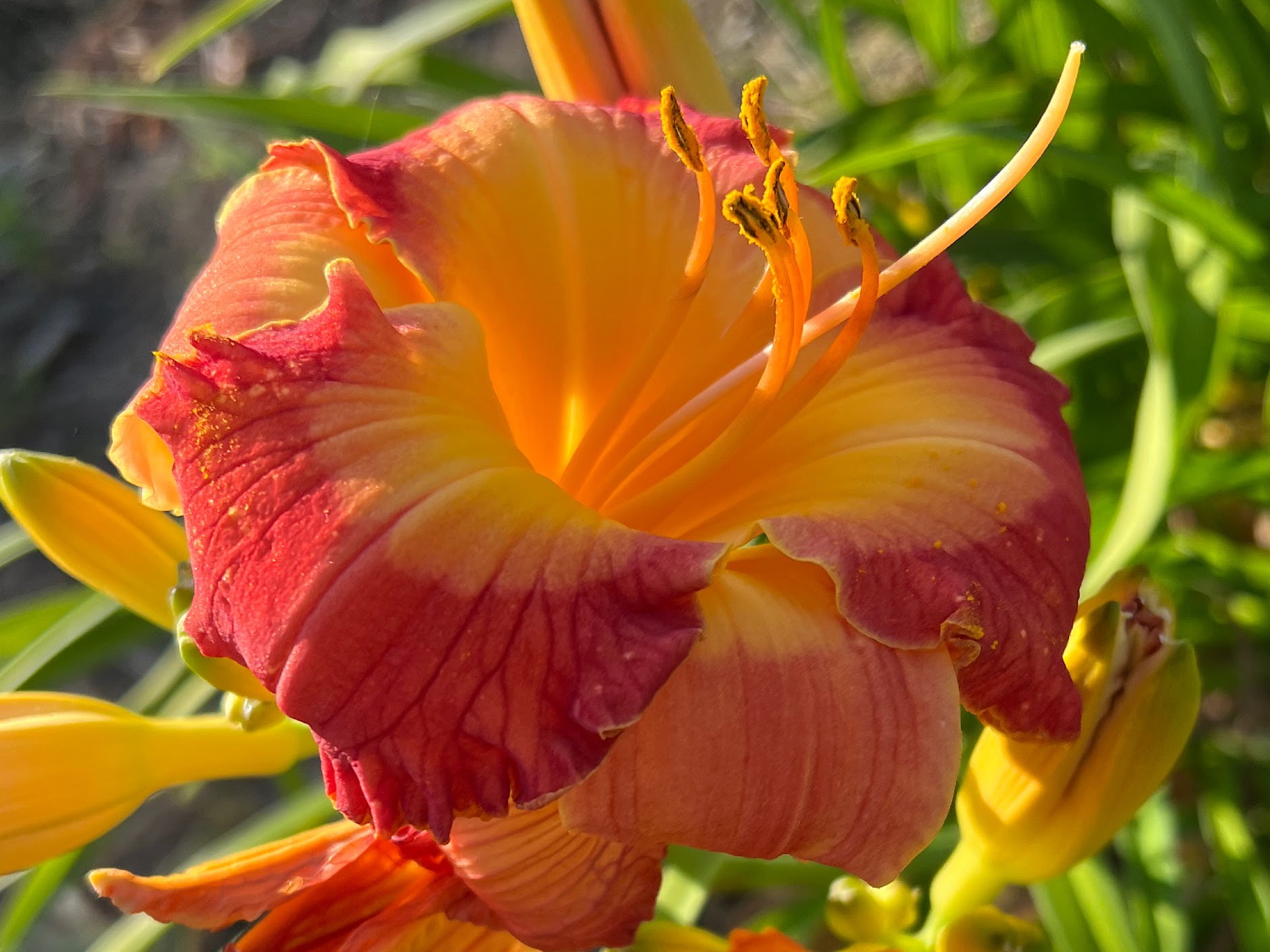 Daylily Hybrid Mix Variety Seed 5 Count - Walmart.com