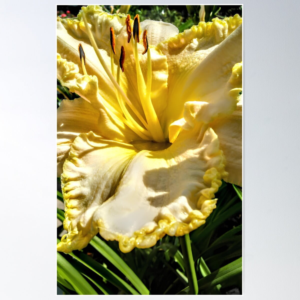 Daylily In Full Bloom Poster Wall Art, Modern Wall Decor For Living ...