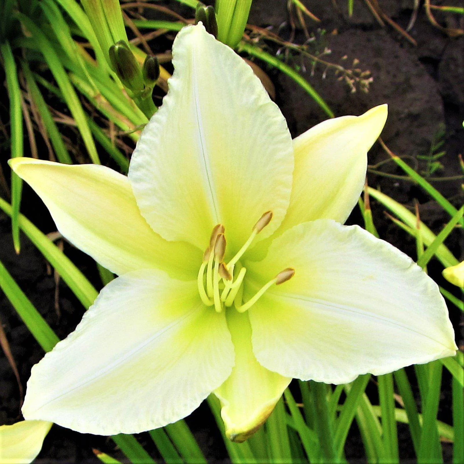 Daylily - Low Maintenance-Daylily --Outdoor Daylily Fragrant Smell ...