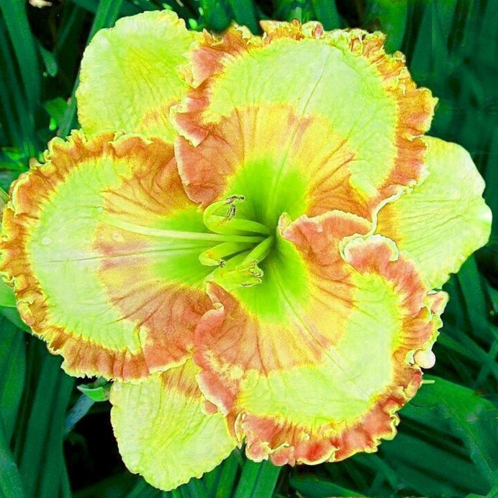 Daylily - Low Maintenance-Daylily --Outdoor Daylily Fragrant Smell ...