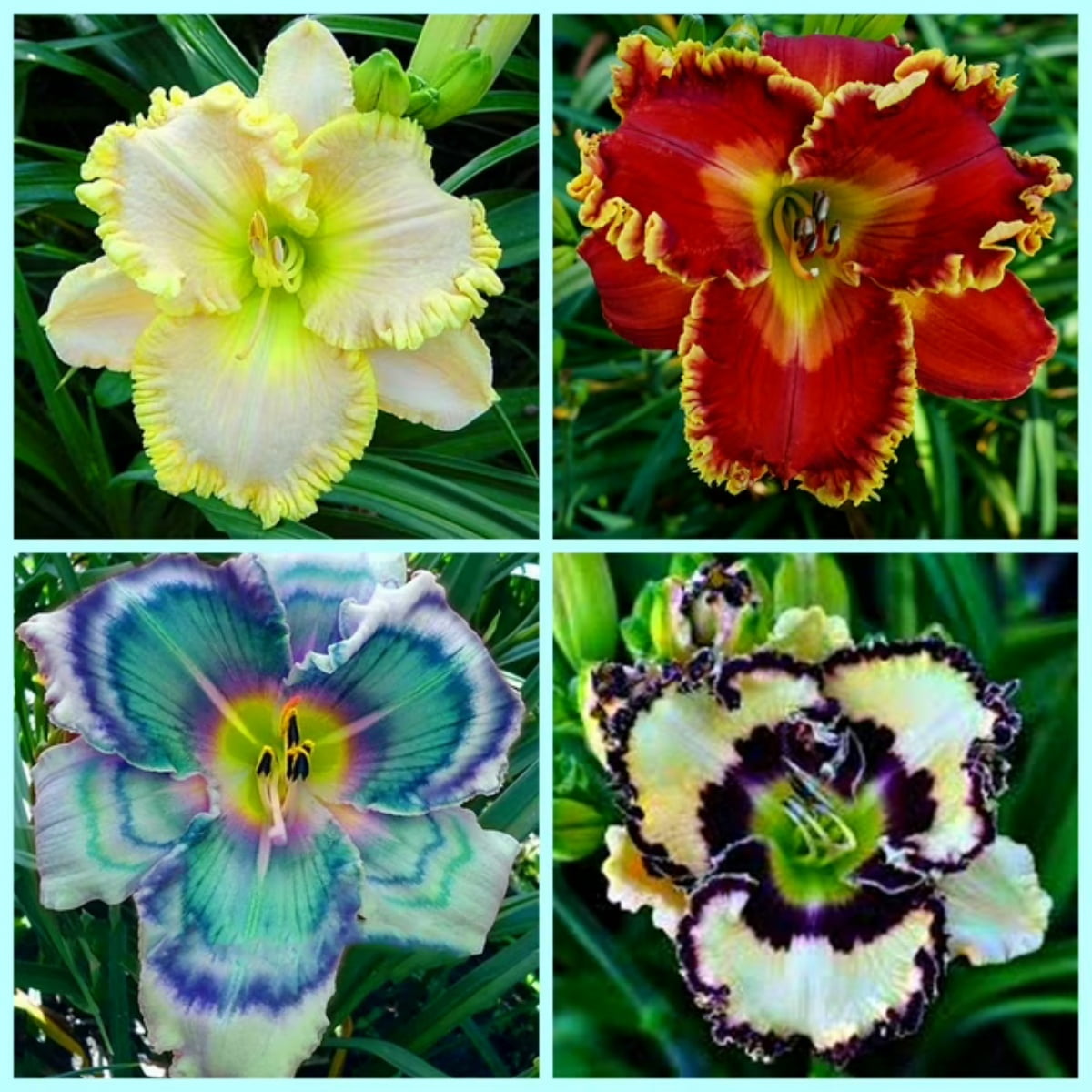 Daylily，Magical Hardy Green Leaf Balcony Rare Species Ornamental Value ...