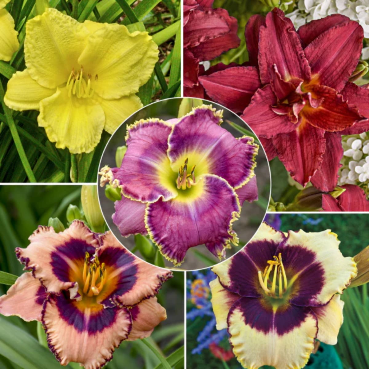 Daylily，Magical Hardy Green Leaf Balcony Rare Species Ornamental Value ...