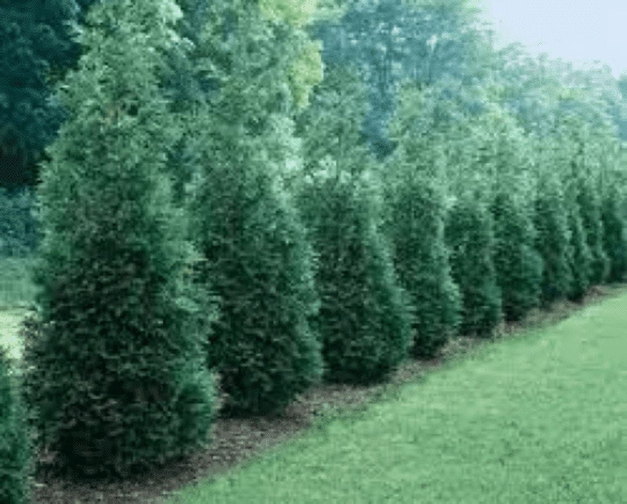 10 Green Giant Arborvitae Trees, Thuja Plicata, 4-12 inches Tall in 2.5 ...