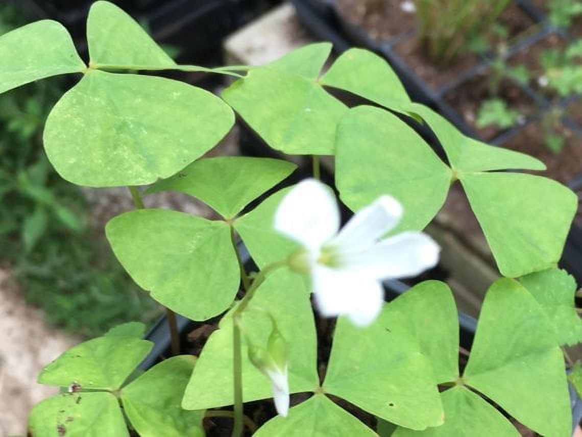 Daylily Nursery 12" Shamrock Oxalis Live Plants in 4" Grower Pots (2 ...