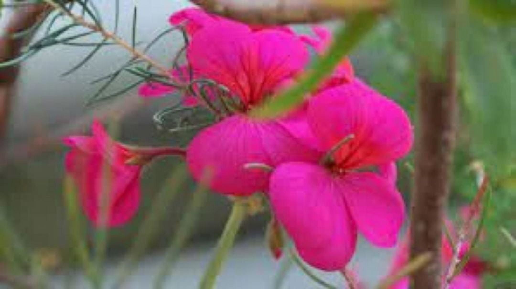 Daylily Nursery 3.5" Violet Geranium Maverick pots,(3 Count), Deer ...