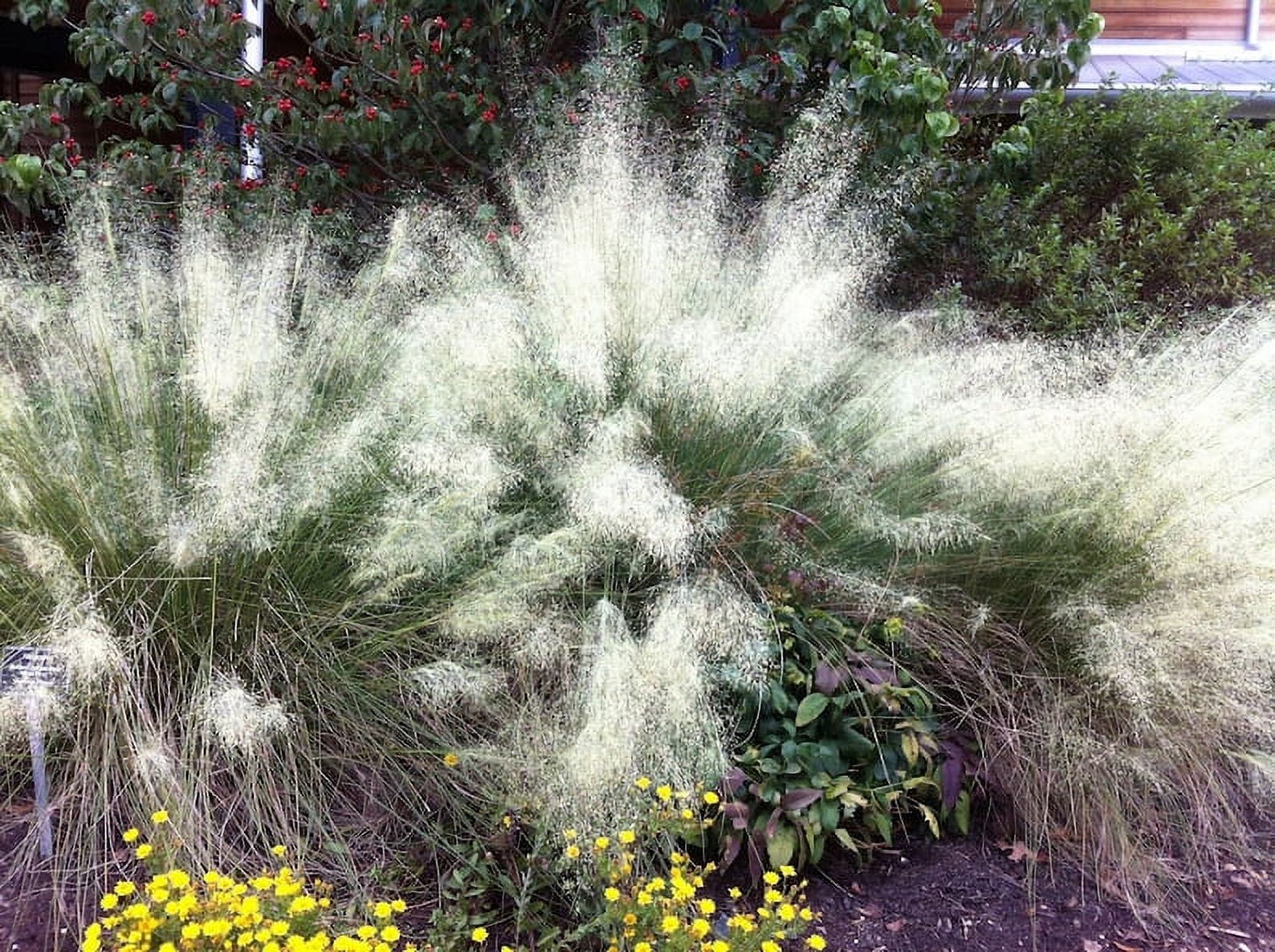 Daylily Nursery 4' White Muhly Grass Live Plants in 2.5" Containers (2 ...