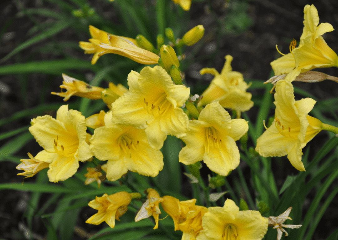 3 Bareroot Hemerocallis Happy Returns Daylilies, 2-3 Fan Perennial Bare ...