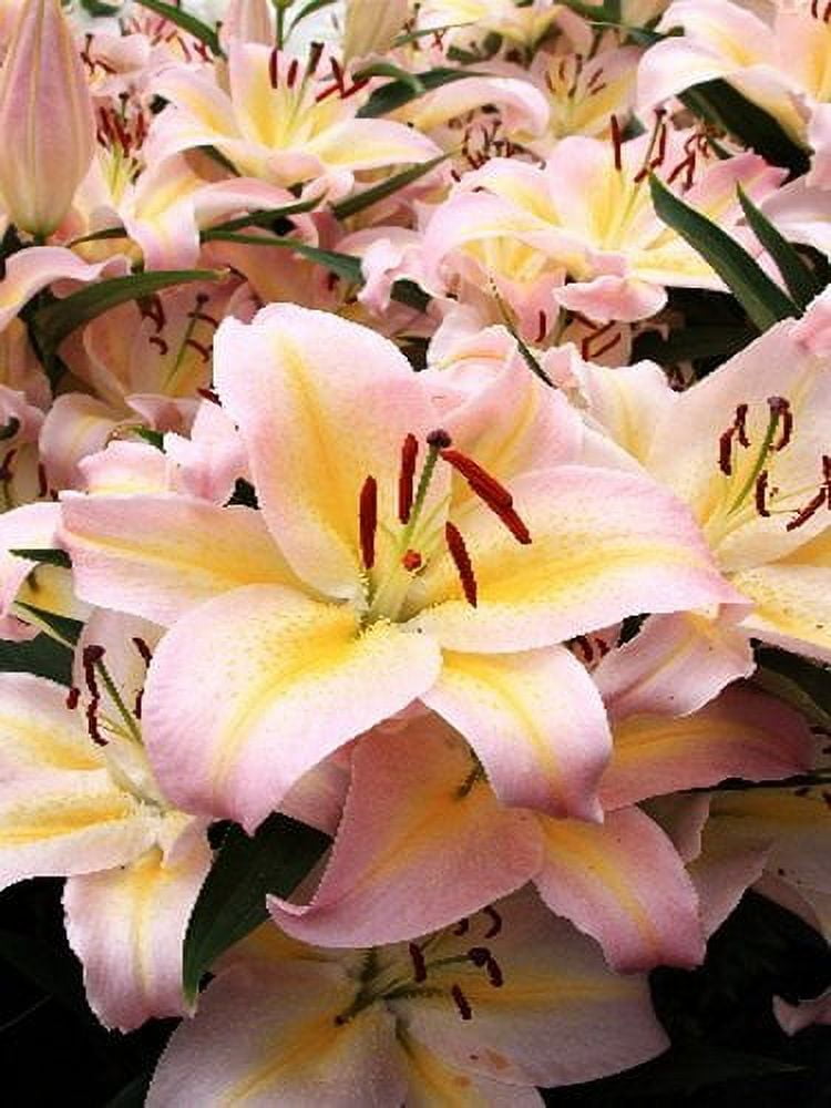 5 Hocus Pocus Oriental Lily Bulbs For Partial Sun - Walmart.com