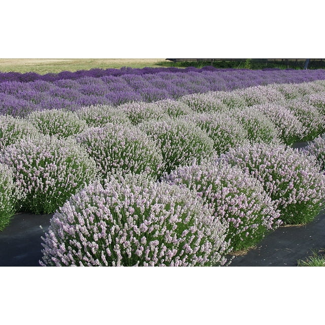 Daylily Nursery Lavender French Provence Plant, 4" Container, Purple ...