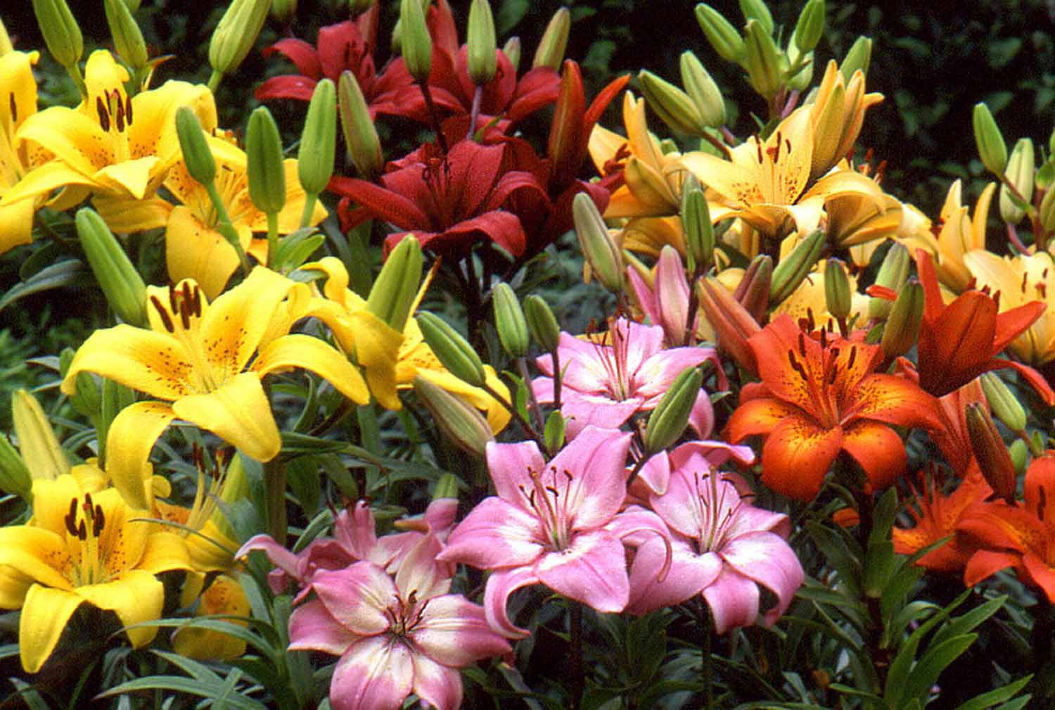 Daylily Nursery Mixed Asiatic Oriental Lily Plant Bulbs (30 Count), A ...