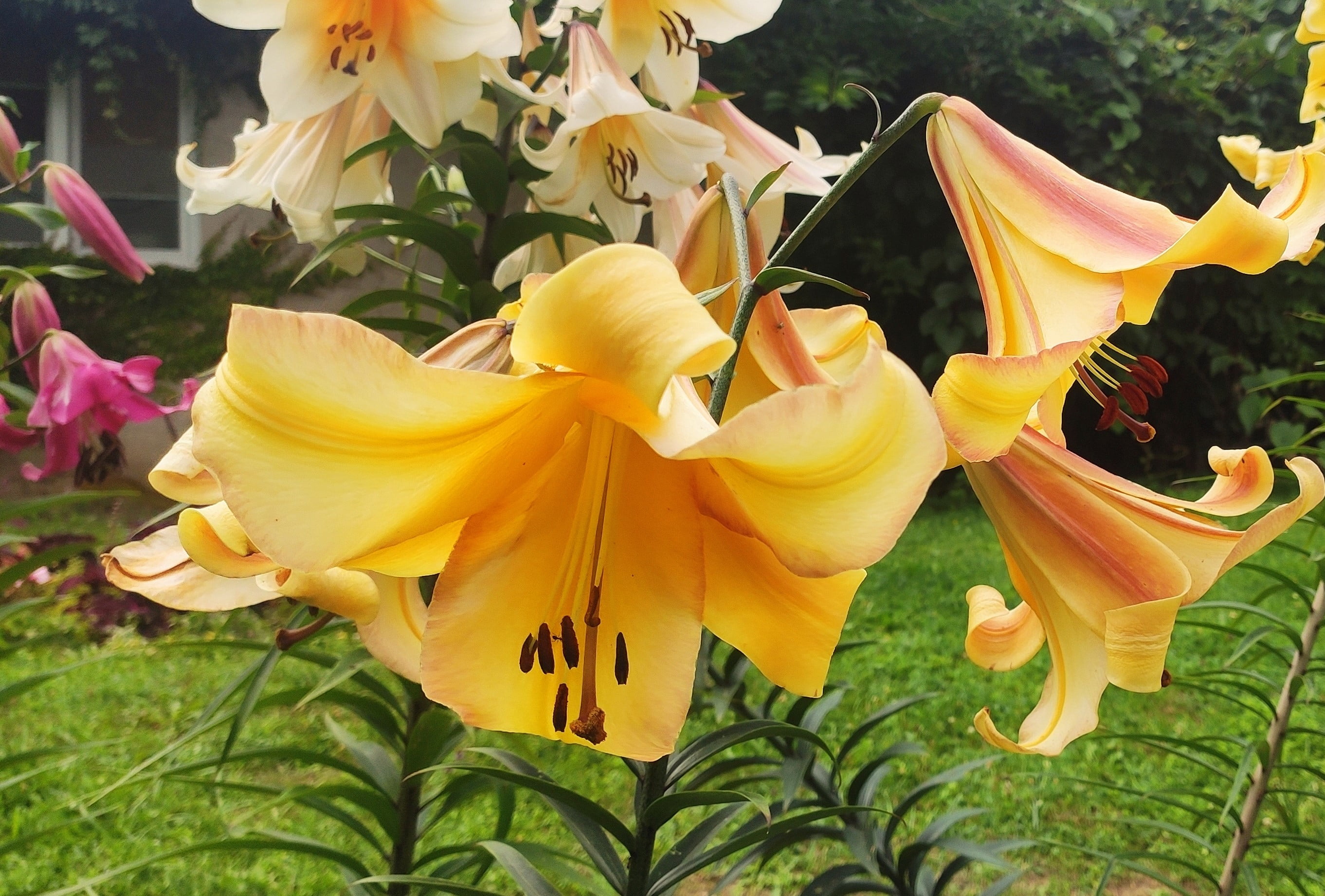 Rising Moon Oriental Lily Bulbs, 5 Pack, Flowering in Partial Sun ...