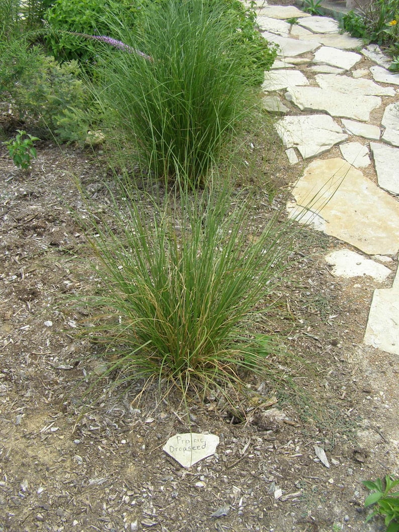 Daylily Nursery Prairie Dropseed Grass Live Plants in 4 Inch Pots (3 ...