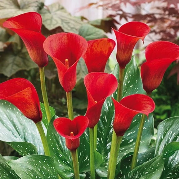 5 Red Alert Calla Lily Bulbs - Flowering Plant for Partial Sun and ...