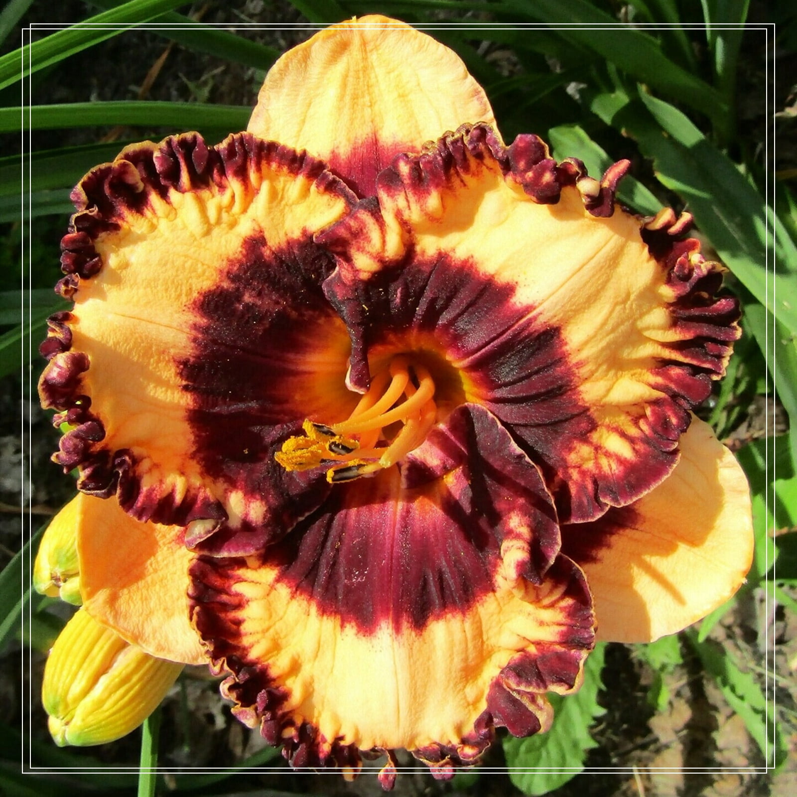 Daylily Plant, Flowering Perennial Starter Plants, Excellent Display ...