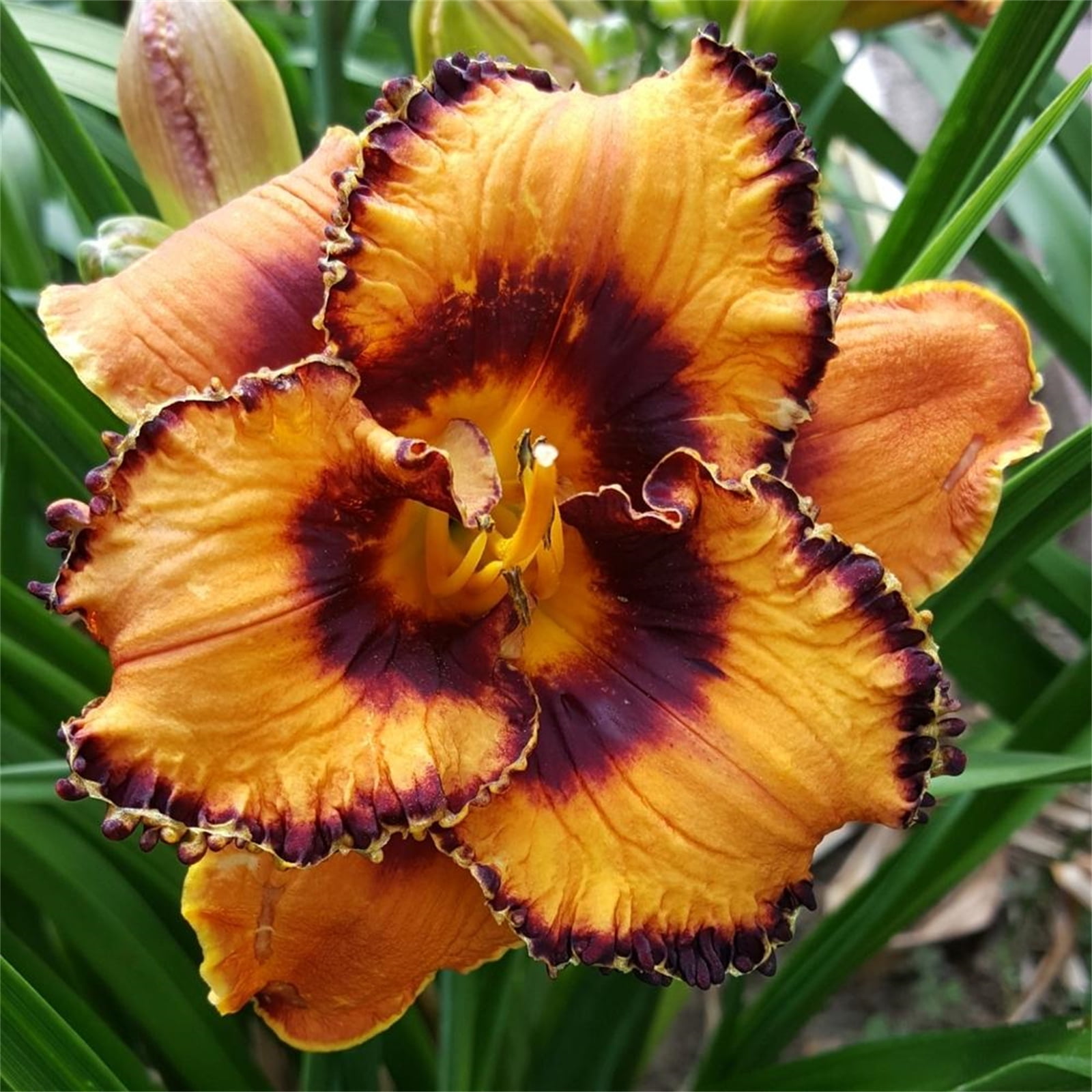 Daylily Plant, Flowering Perennial Starter Plants, Garden Can Be Potted ...