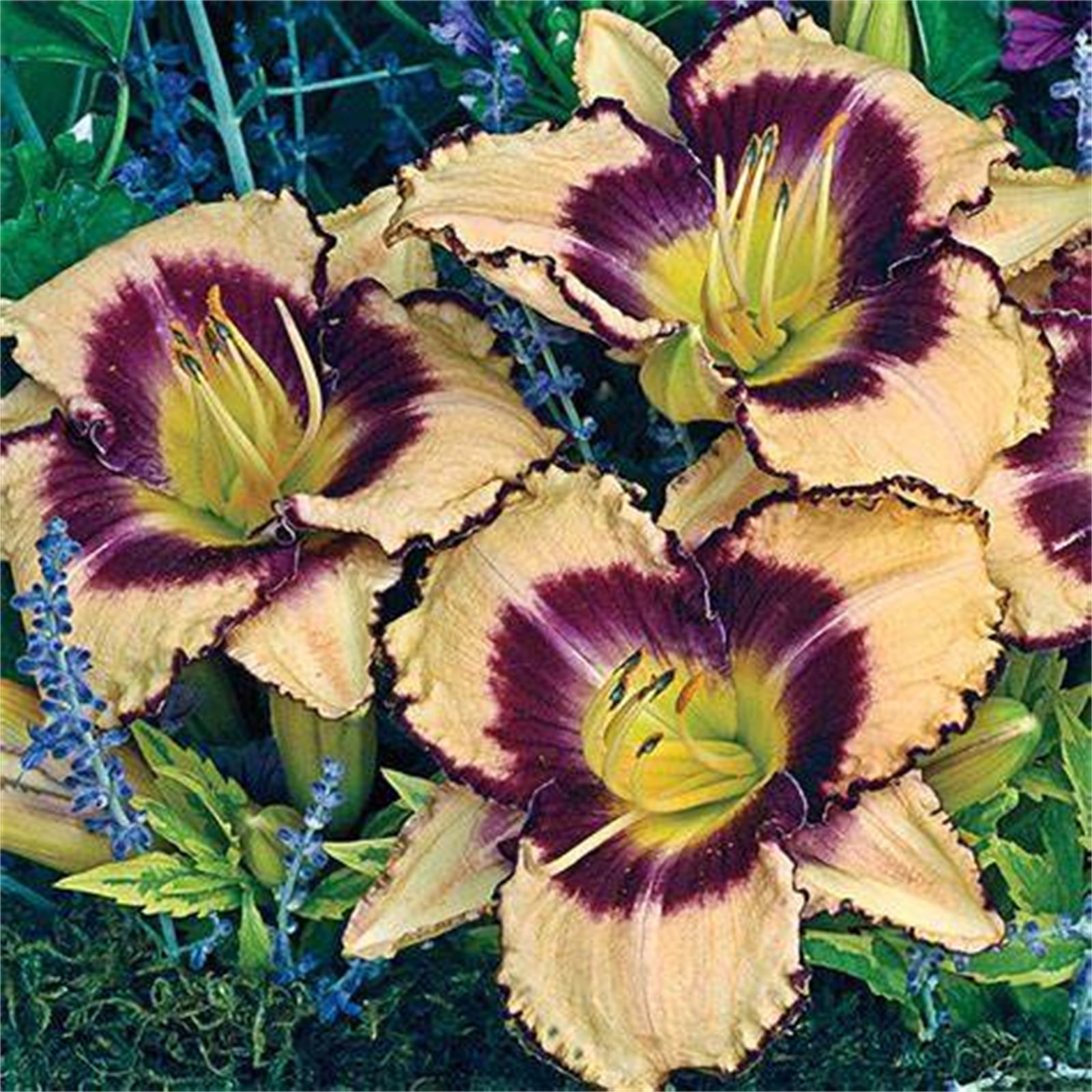 Daylily Plant, Flowering Perennial Starter Plants, Garden Can Be Potted ...