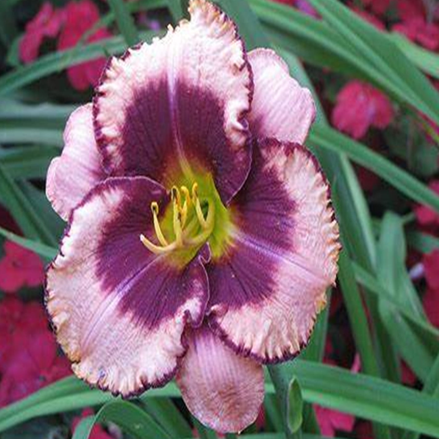 Daylily Plant, Flowering Perennial Starter Plants, Garden Can Be Potted ...