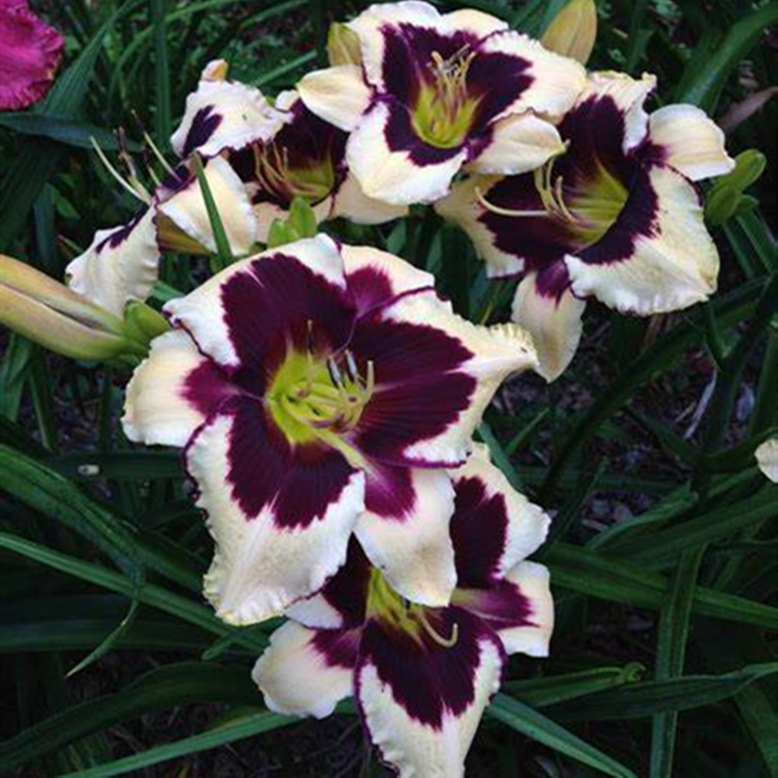 Daylily Plant, Flowering Perennial Starter Plants, Garden Can Be Potted ...