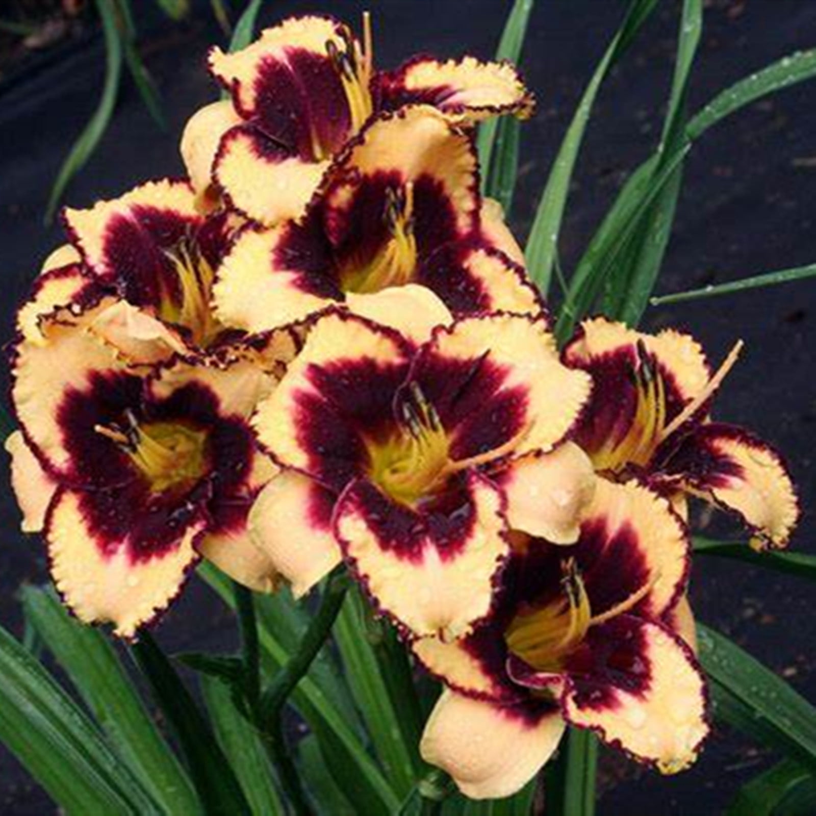 Daylily Plant, Flowering Perennial Starter Plants, Garden Can Be Potted ...