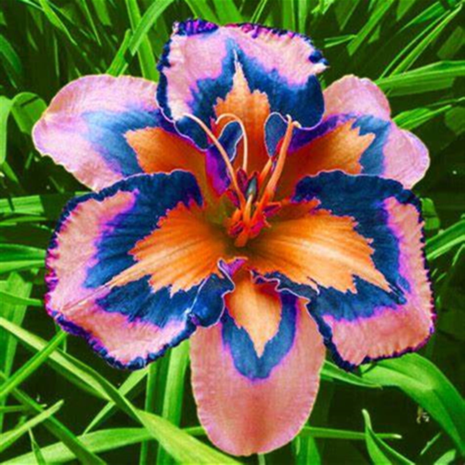 Daylily Plant, Flowering Perennial Starter Plants, Garden Can Be Potted ...