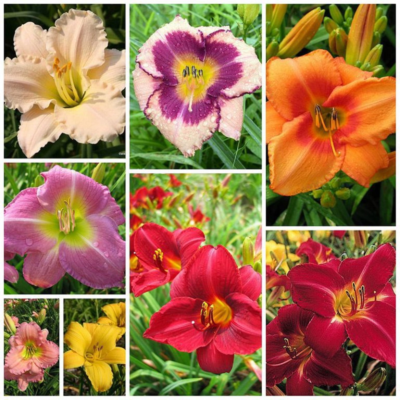 Daylily Plant, Flowering Perennial Starter Plants, Garden Can Be Potted ...