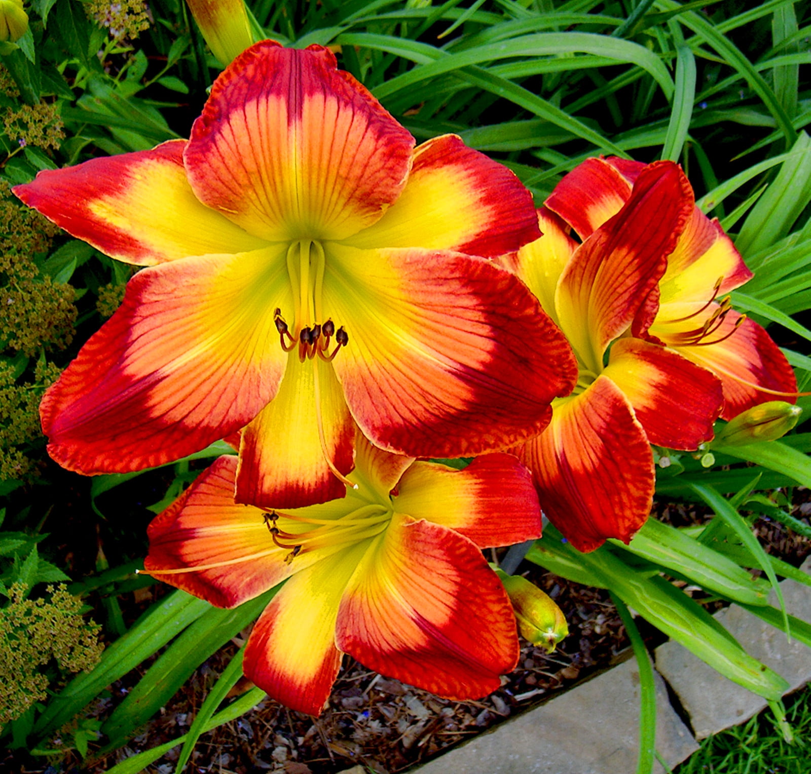 Daylily Plant, Grow Beautiful Perennial Daylilys - Garden decoration ...