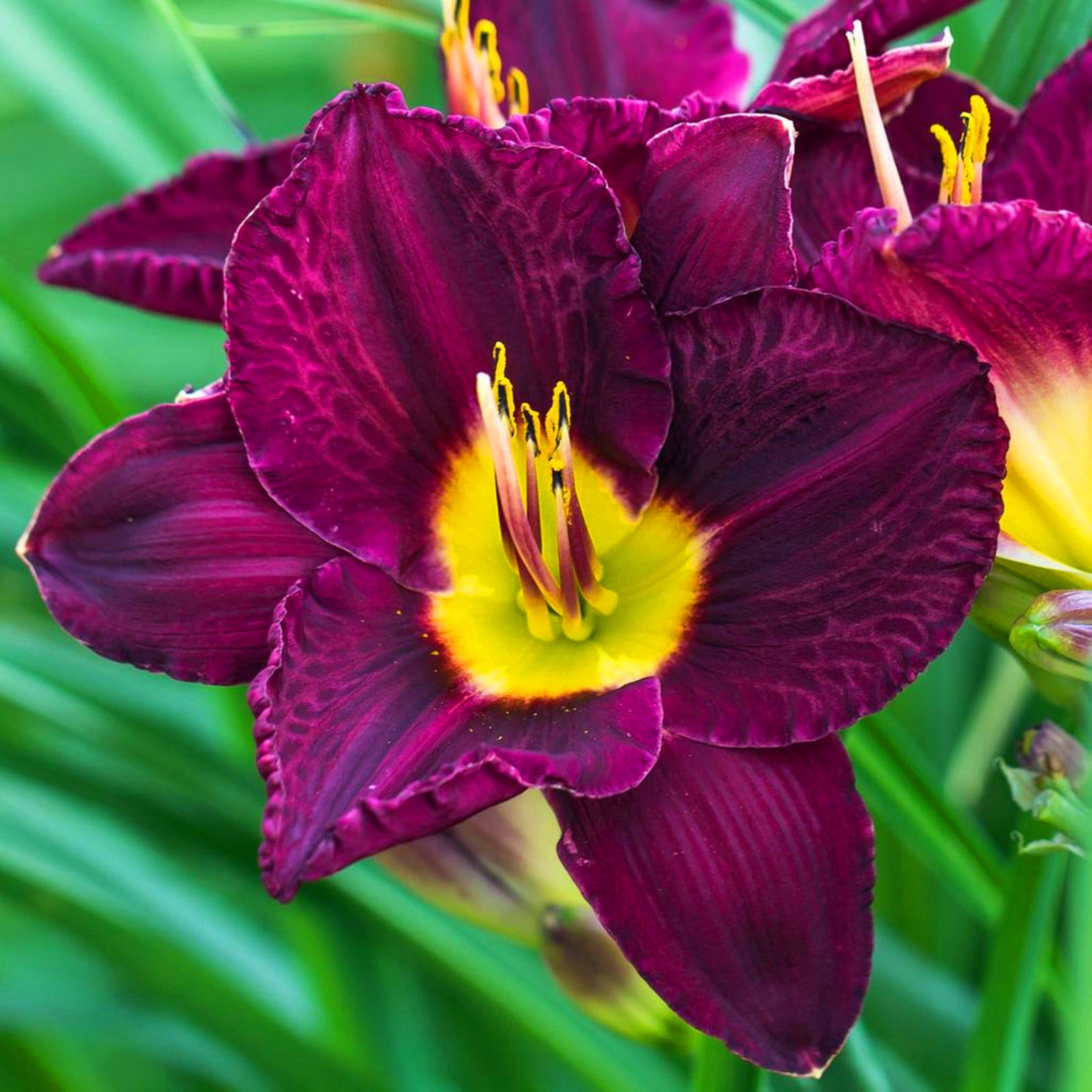 Daylily Plant, Grow Beautiful Perennial Daylilys - Garden decoration ...