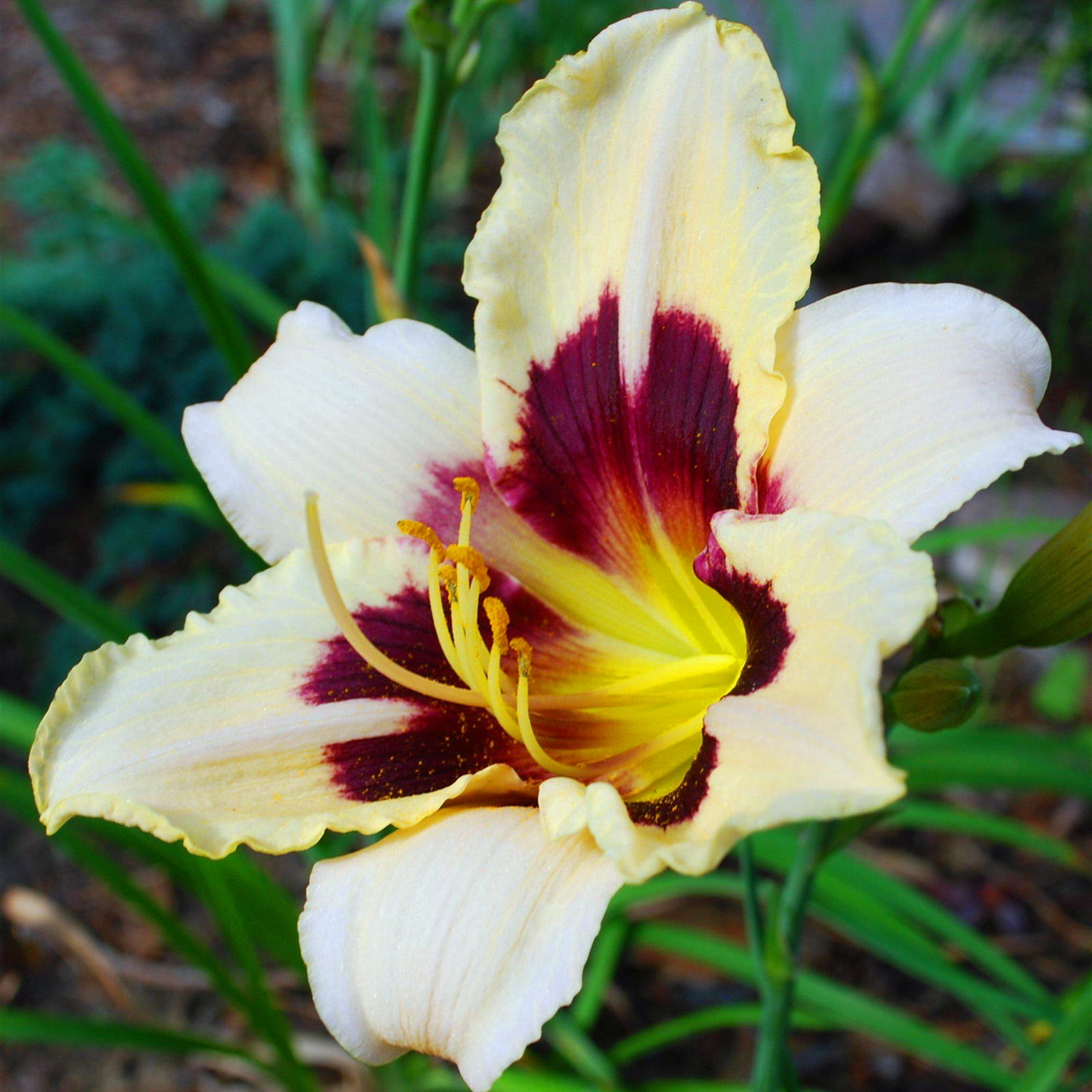 Daylily Plant, Grow Beautiful Perennial Daylilys - Garden decoration ...