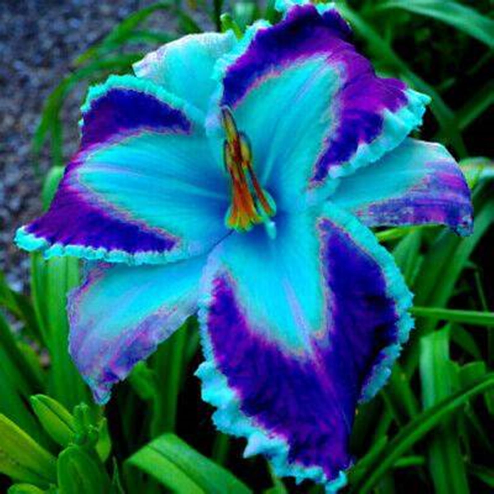 Daylily Plant - Mixed Color Daylily Roots for Planting - Grow Beautiful ...