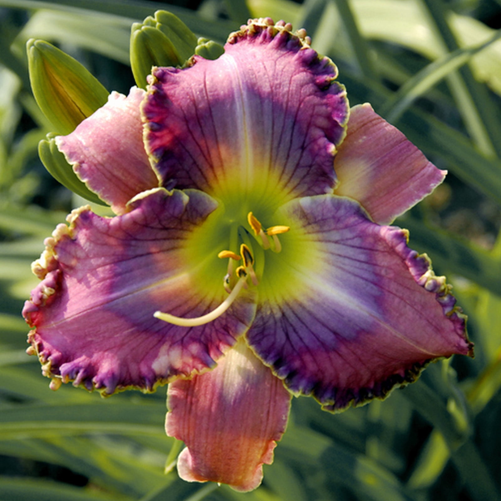 Daylily Plant - Mixed Color Daylily Roots for Planting - Grow Beautiful ...