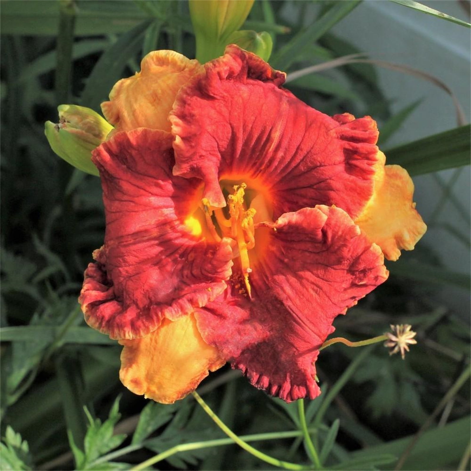 Daylily Plant - Mixed Color Daylily Roots for Planting - Grow Beautiful ...