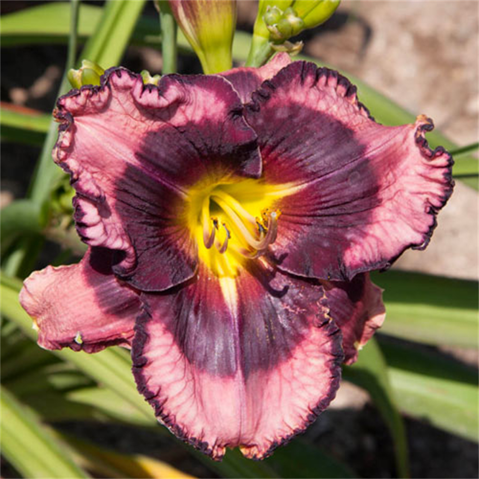 Daylily Plant - Mixed Color Daylily Roots for Planting - Grow Beautiful ...