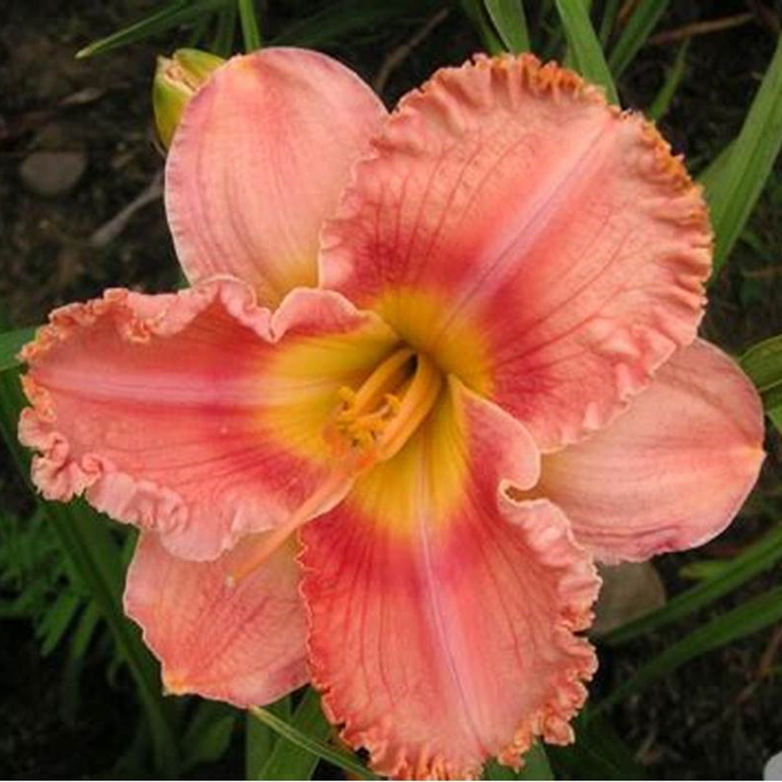 Daylily Plant - Mixed Color Daylily for Planting - Grow Beautiful ...