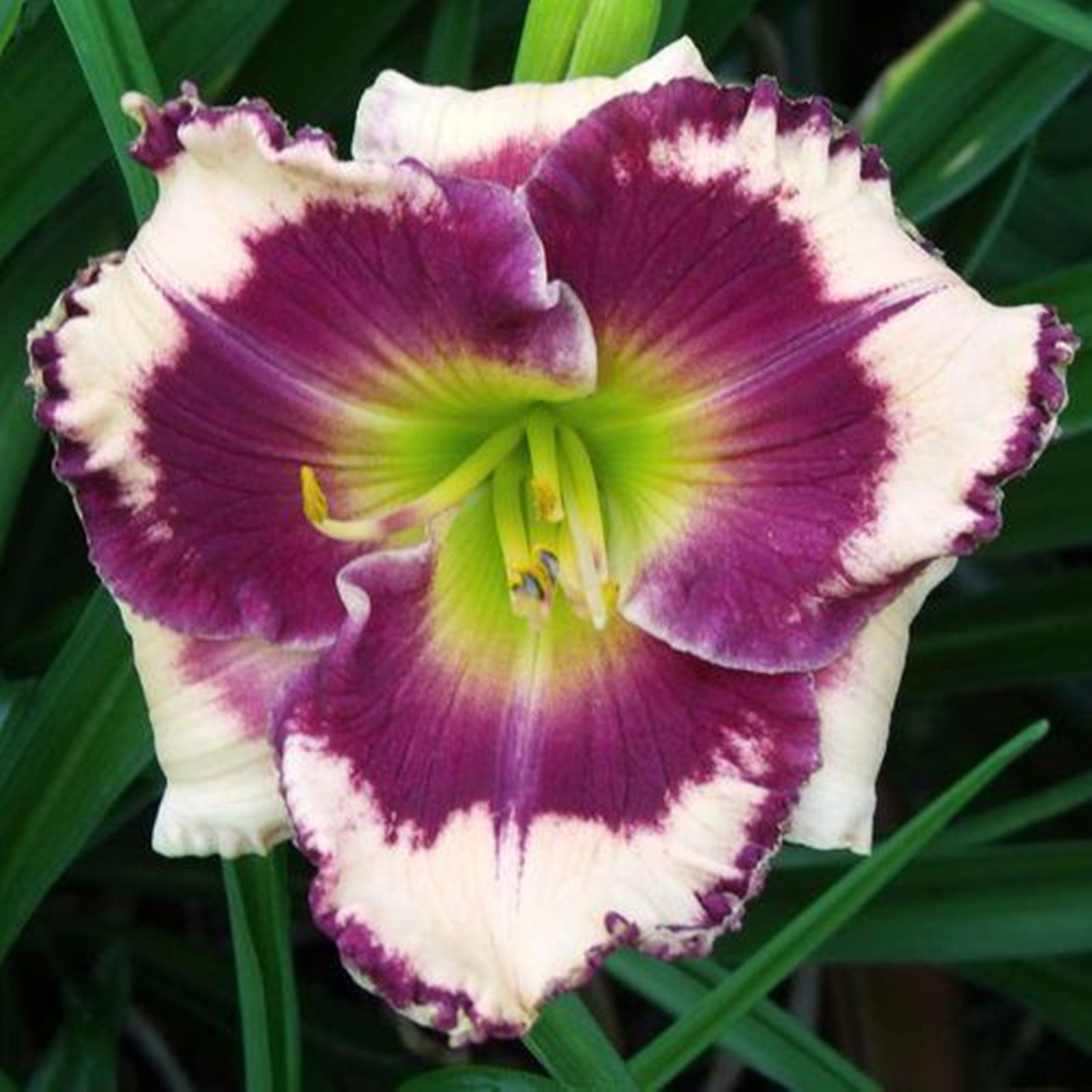 Daylily Plant - Mixed Color Daylily for Planting - Grow Beautiful ...