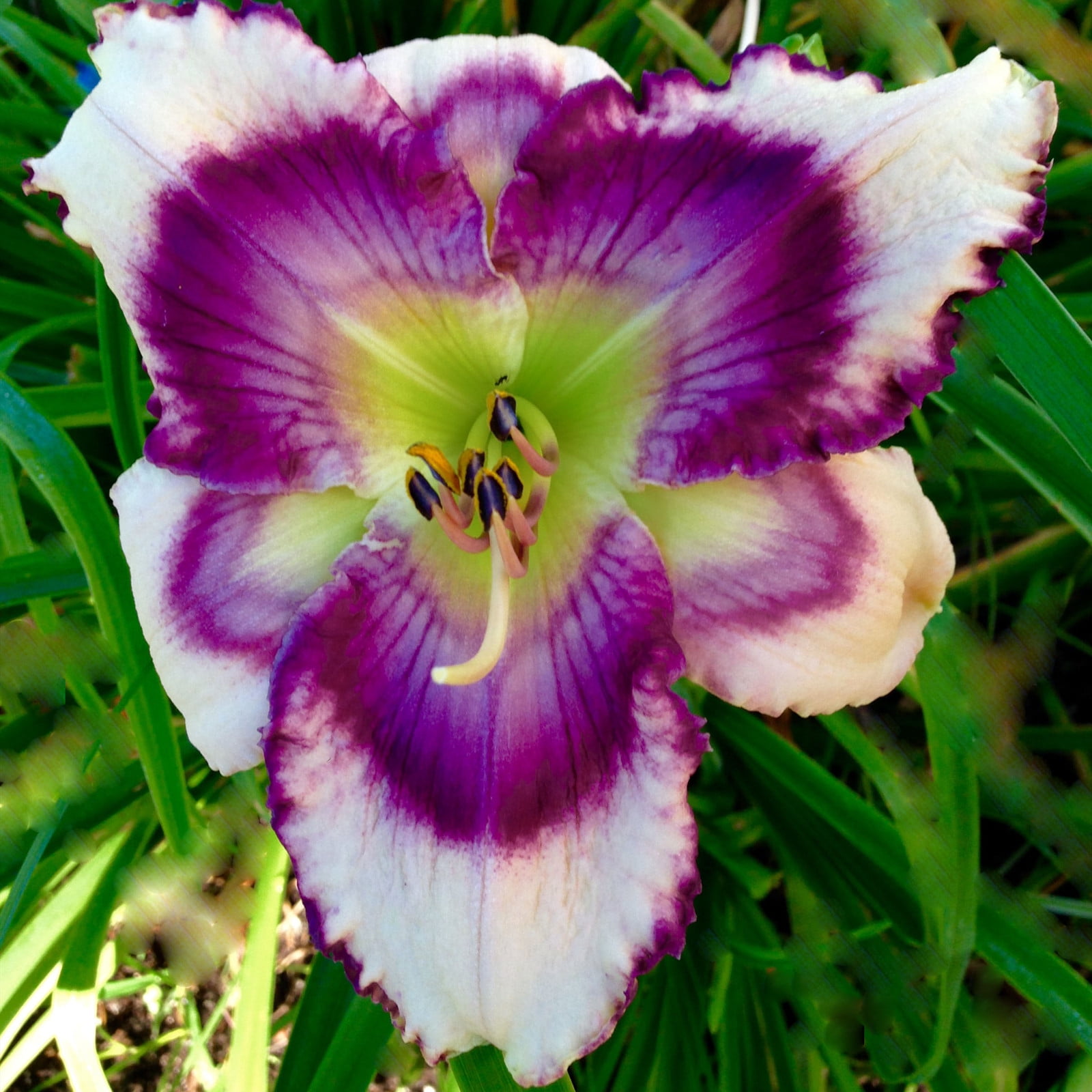 Daylily Plant - Mixed Color Daylily for Planting - Grow Beautiful ...