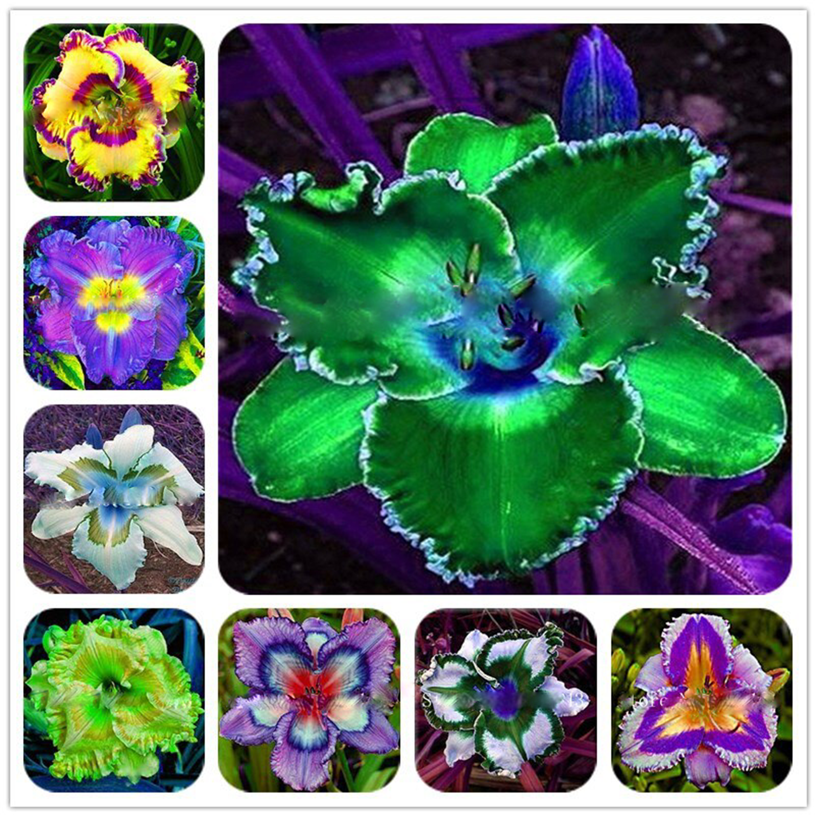 Daylily Plant, Rhizome Easy to Plant,Flowering Perennial Starter Plants ...