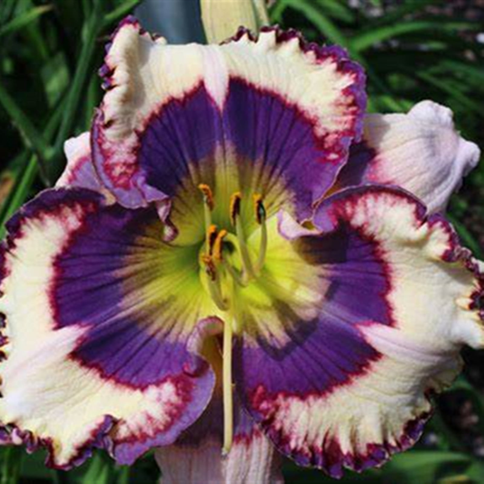 Daylily Plant, Rhizome Easy to Plant, Garden Can Be Potted Aromatic ...