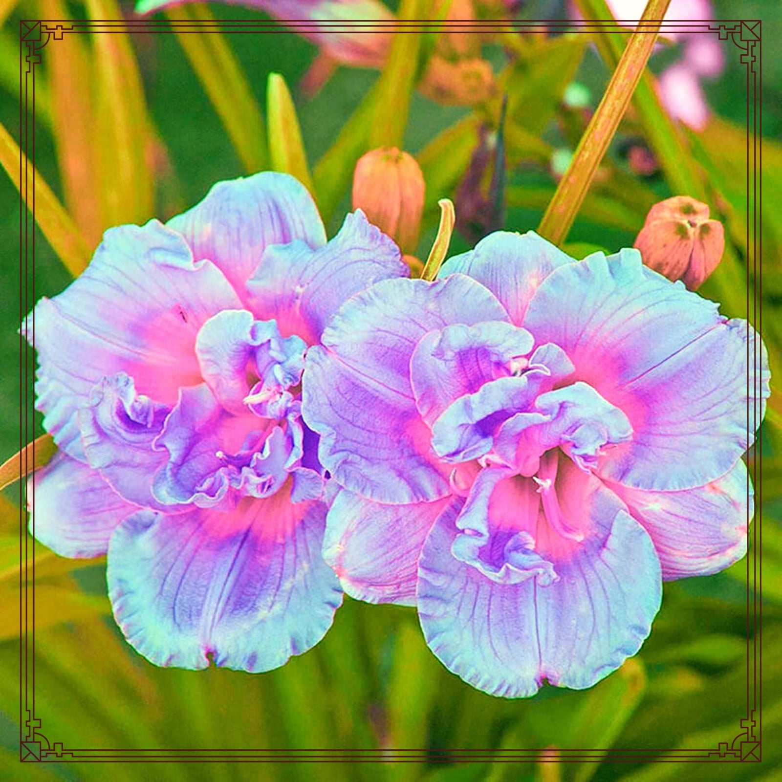 Daylily Planting-Beautiful Garden Decoration- Simple to Grow-Garden ...