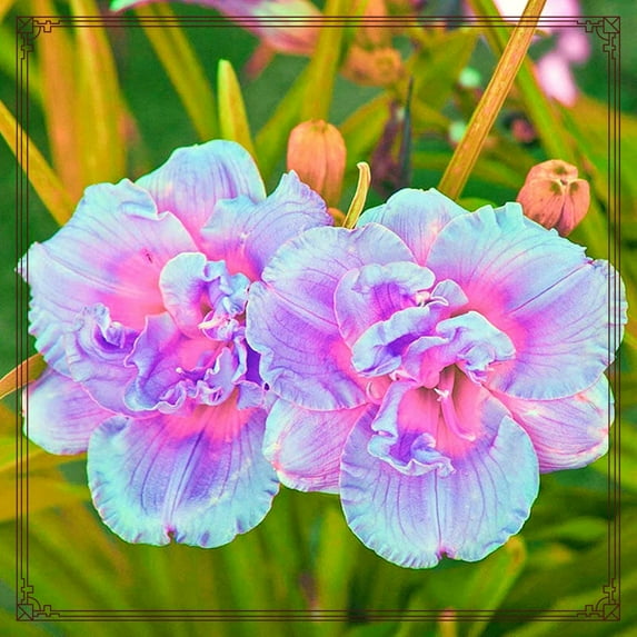 Daylily Planting-Beautiful Garden Decoration- Simple to Grow-Garden ...