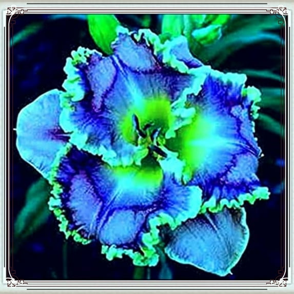 Daylily Planting-Beautiful Garden Decoration- Simple to Grow-Garden ...