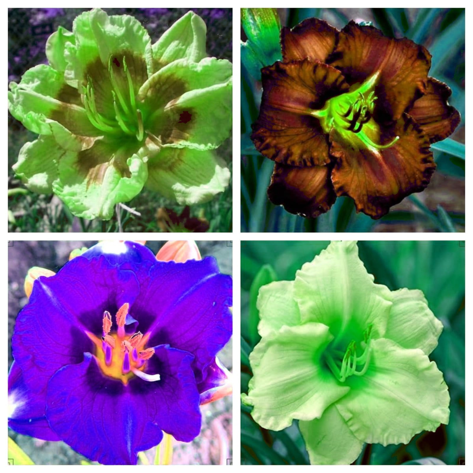 Daylily Reblooming For Planting,Aroma,Peculiar,Hemerocallis Fulva ...