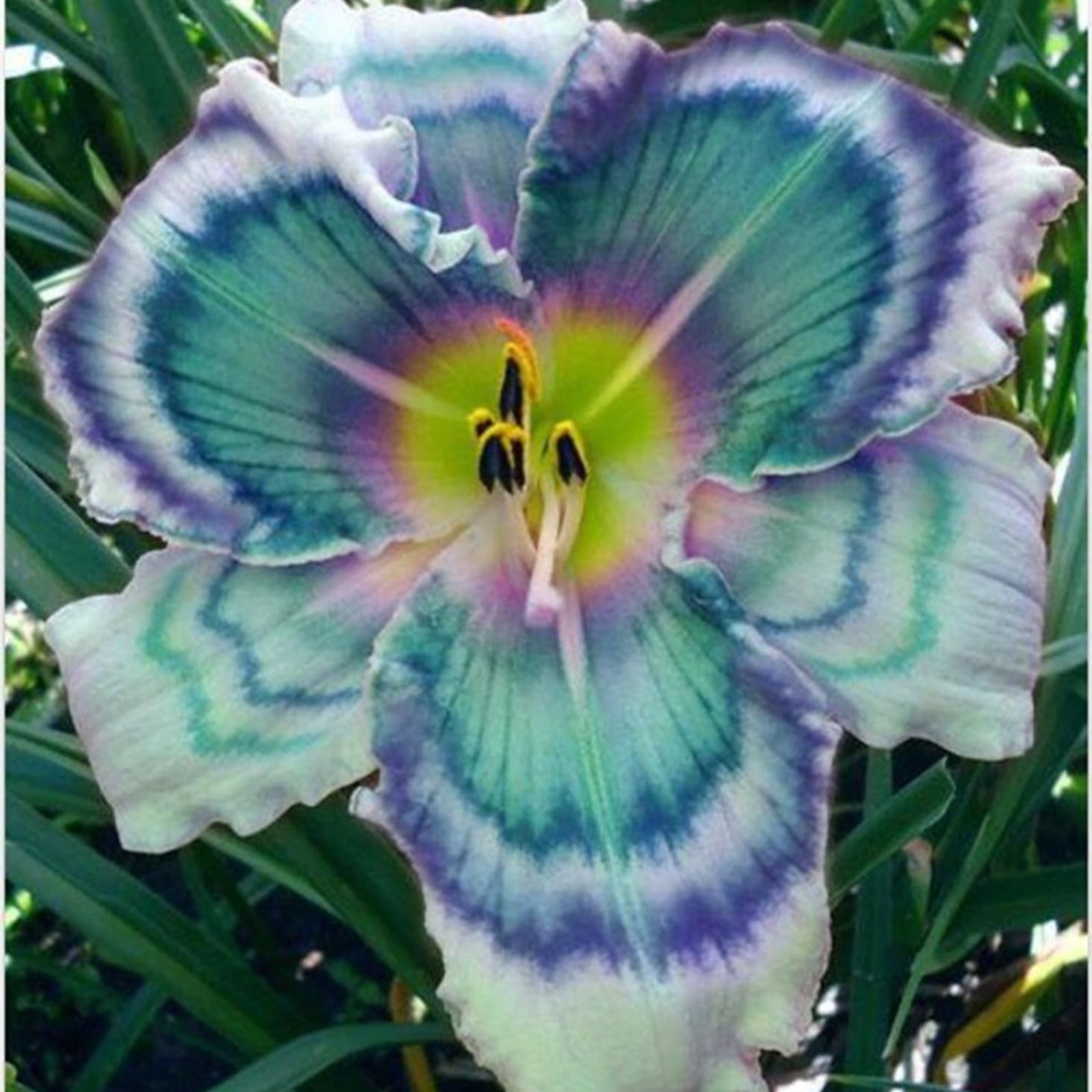 Daylily Reblooming For Planting,Hemerocallis Fulva,Delicate,Daylily ...