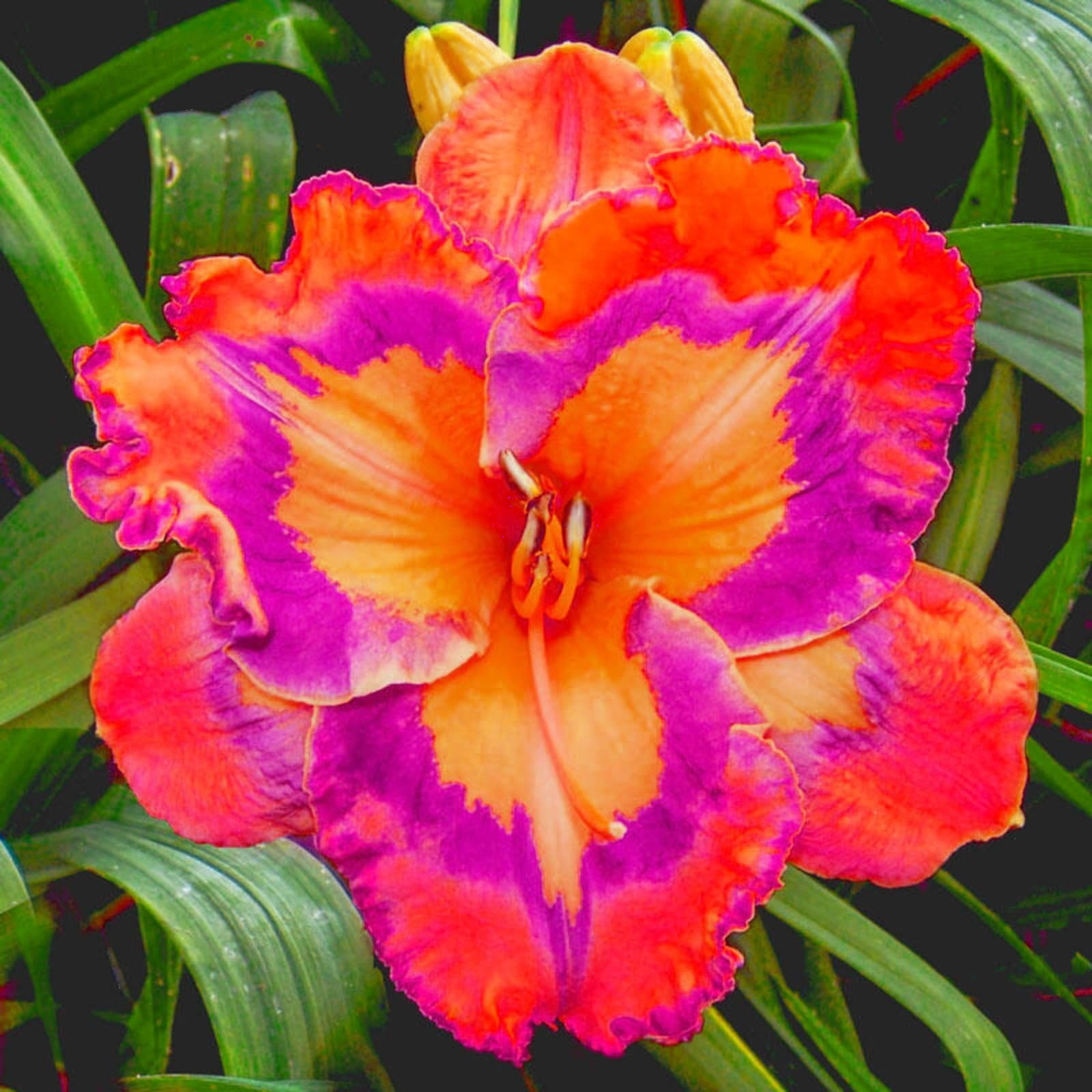 Daylily Reblooming For Planting,Hemerocallis Fulva,Peculiar,Surprise to ...