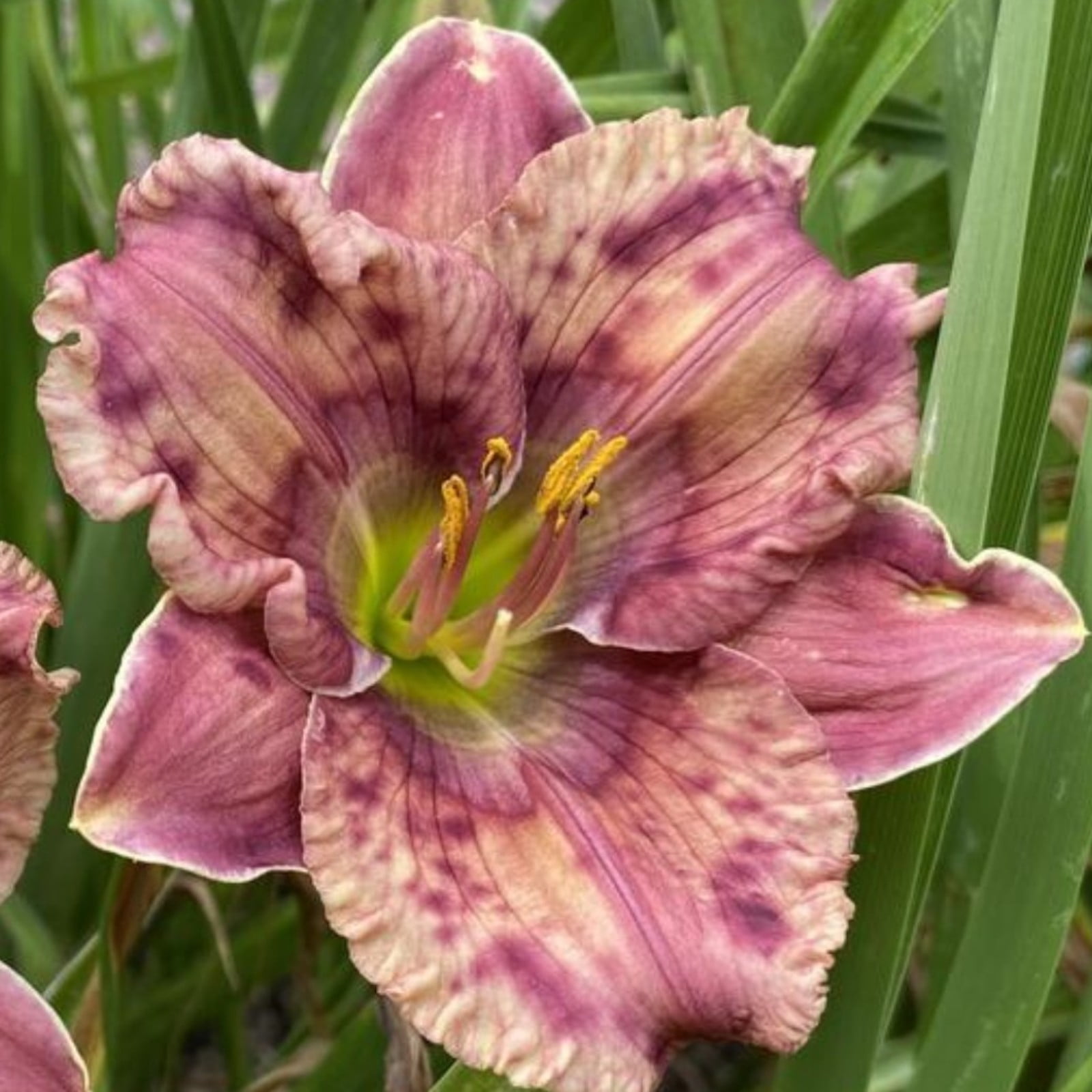 Daylily Reblooming For Planting,Hemerocallis Fulva,Peculiar,Surprise to ...