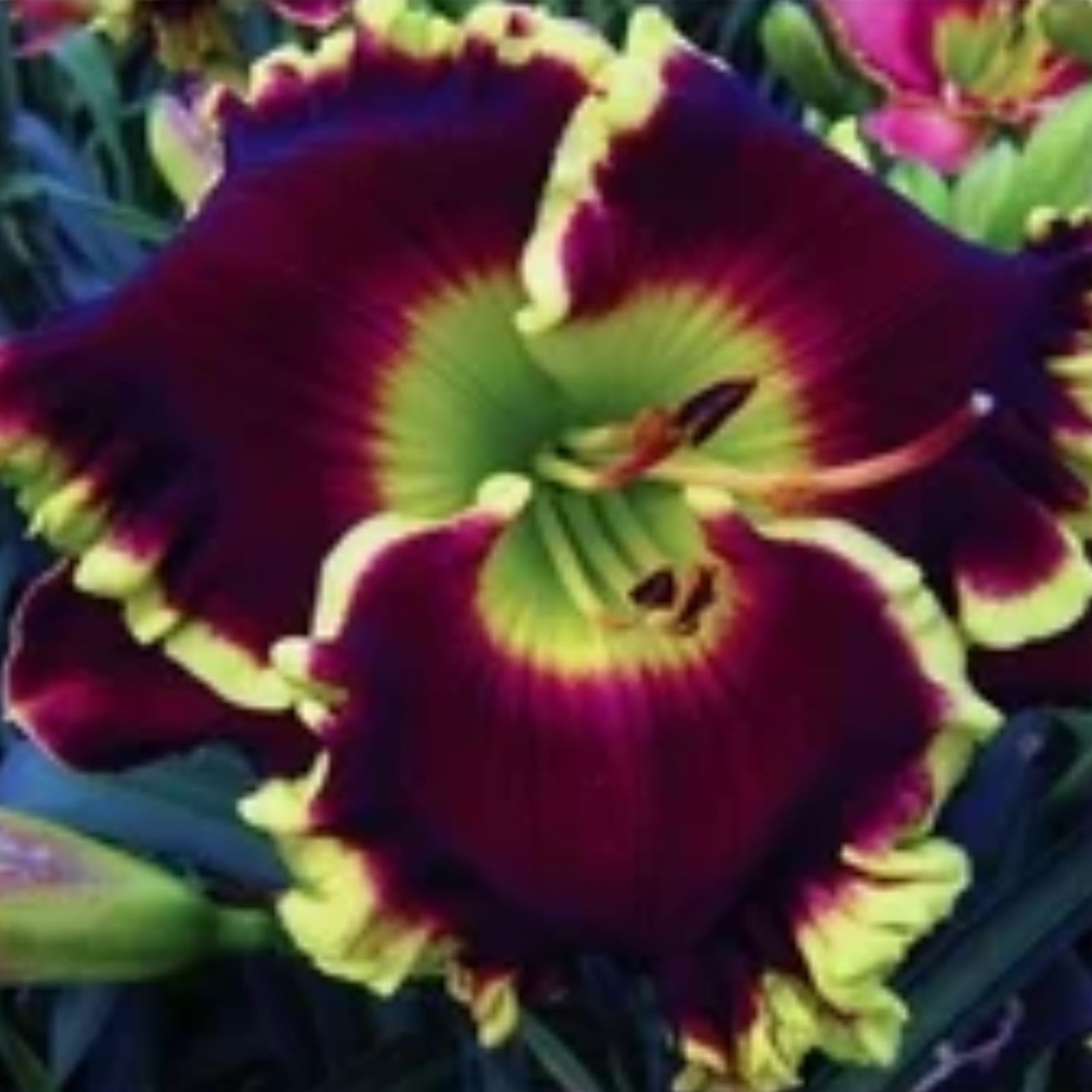 Daylily Reblooming For Planting,Hemerocallis Fulva,Resistant,Peculiar ...