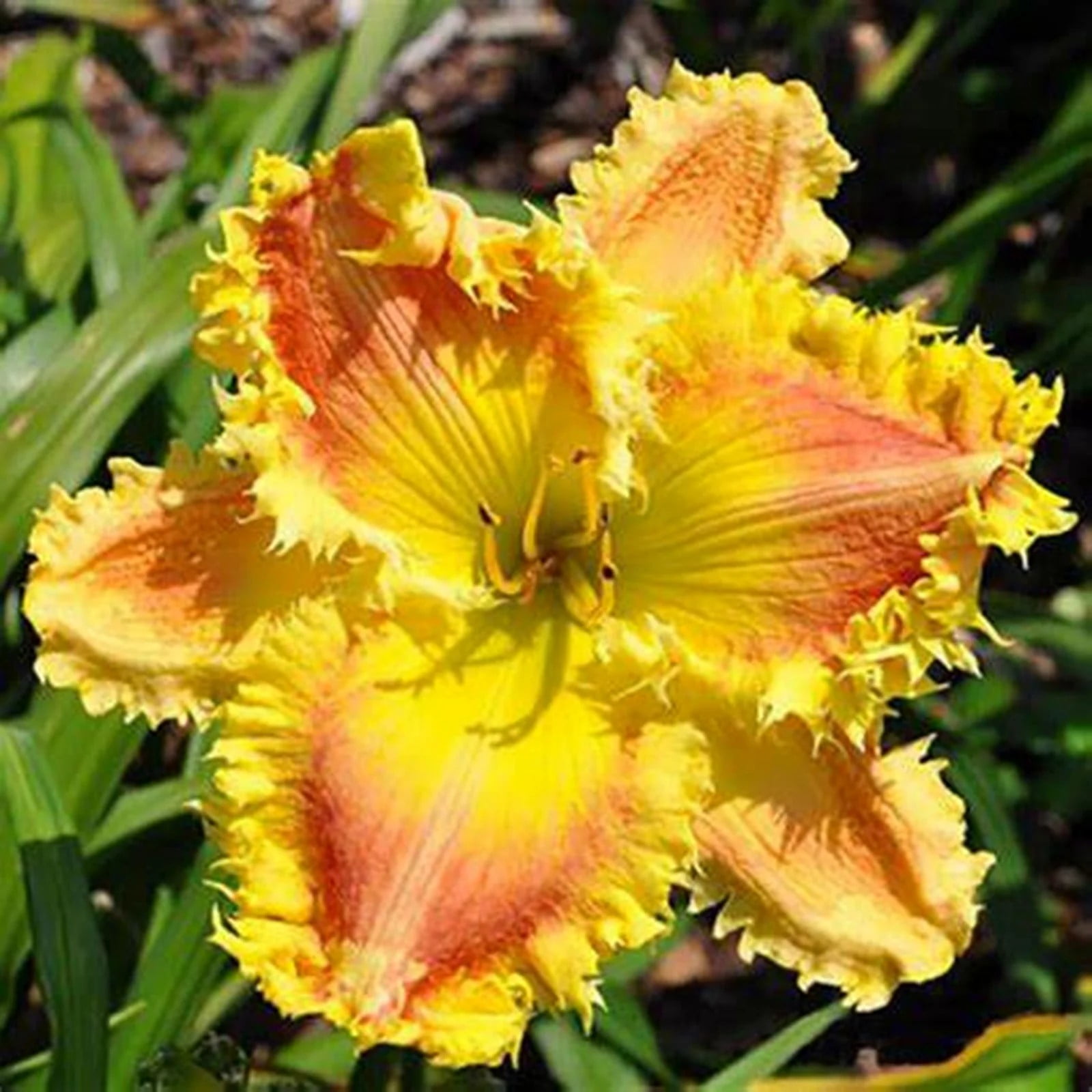 Daylily Reblooming For Planting,Hemerocallis Fulva,Resistant,Peculiar ...