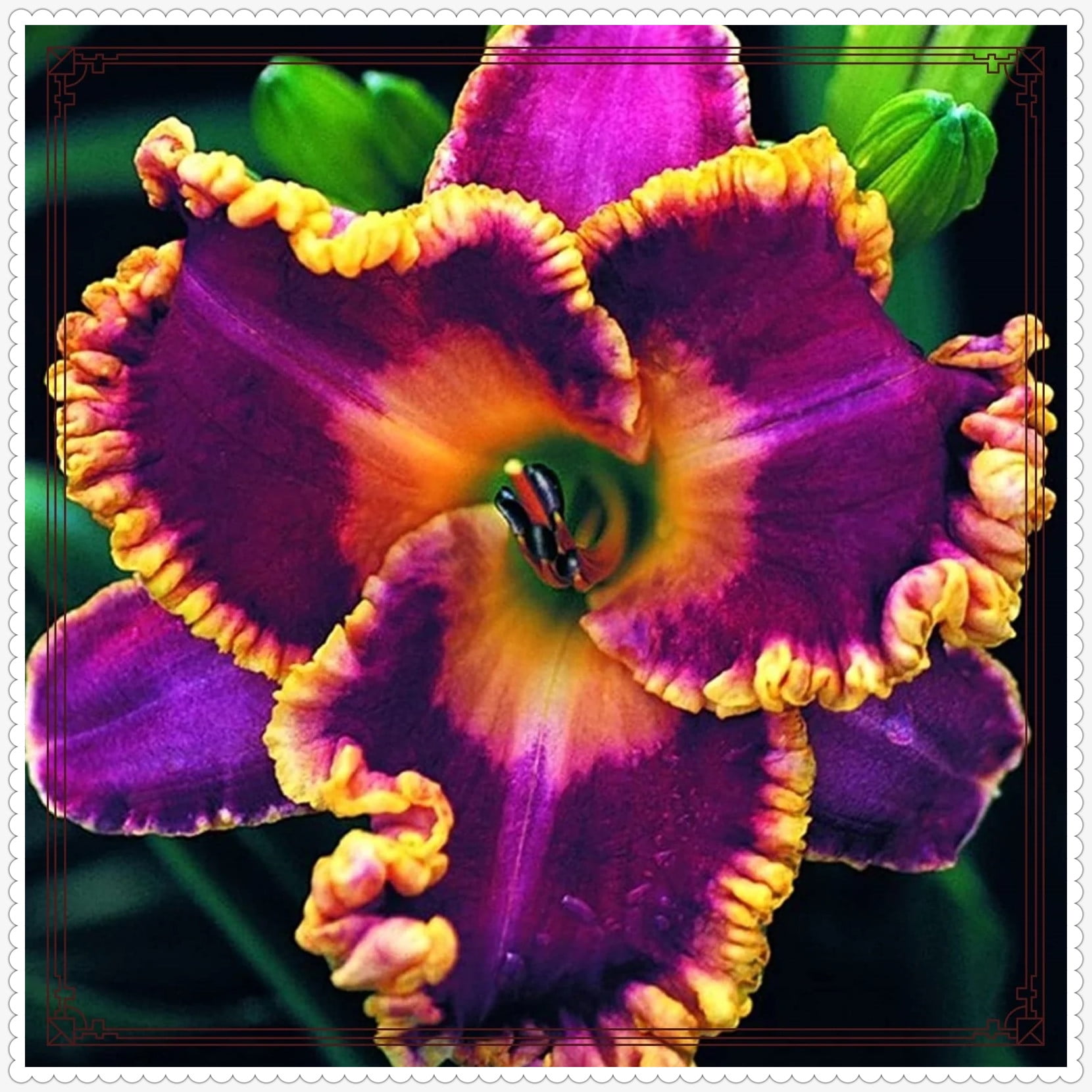Daylily Reblooming For Planting,Landscaping environment,Surprise to ...