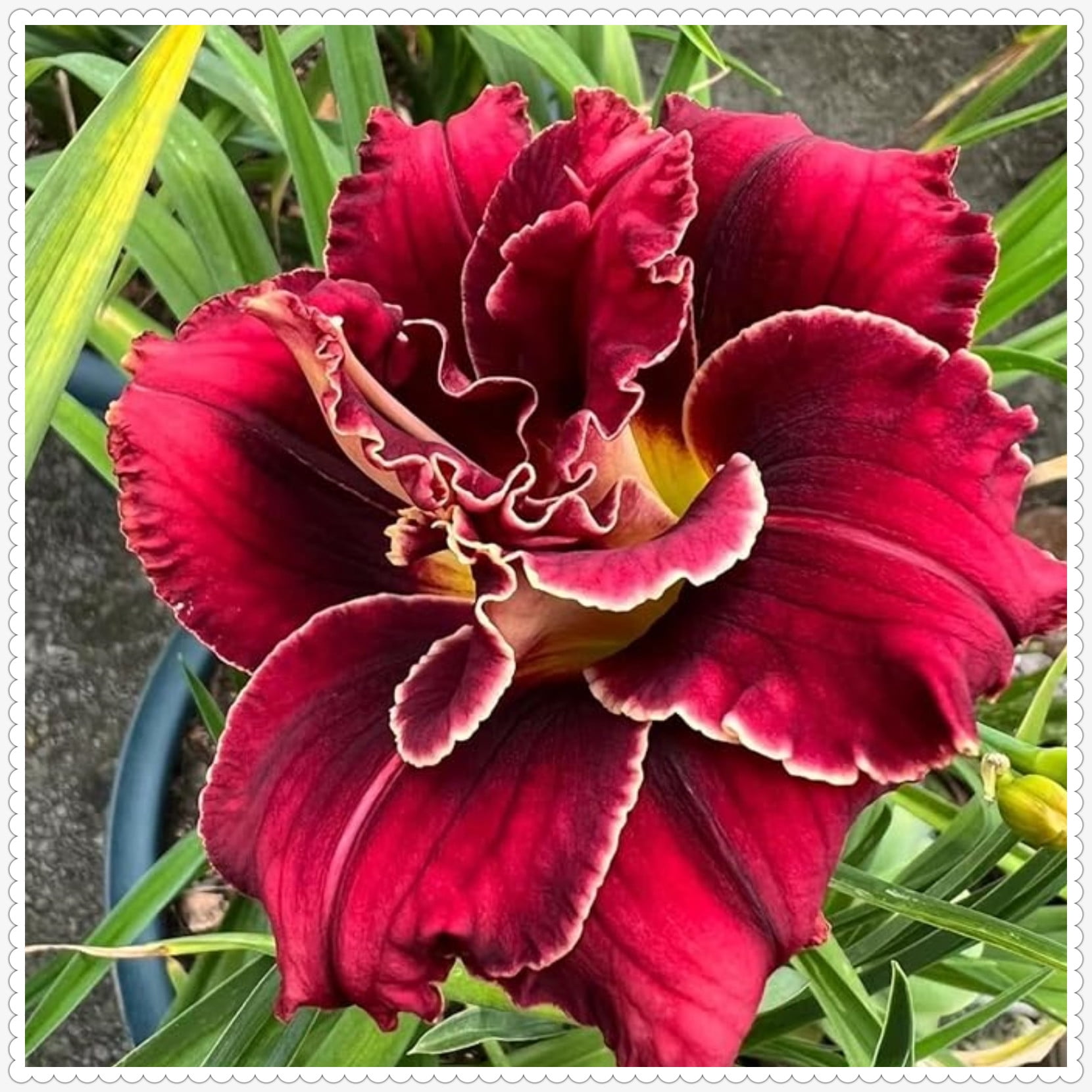 Daylily Reblooming For Planting,Landscaping environment,Surprise to ...