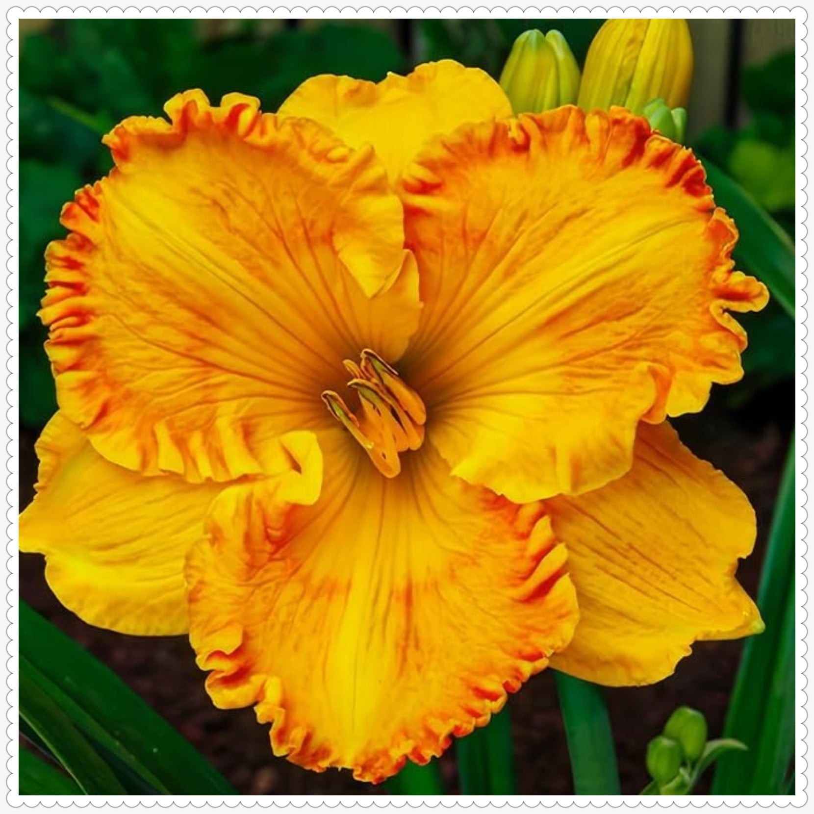 Daylily Reblooming For Planting,Landscaping environment,Surprise to ...